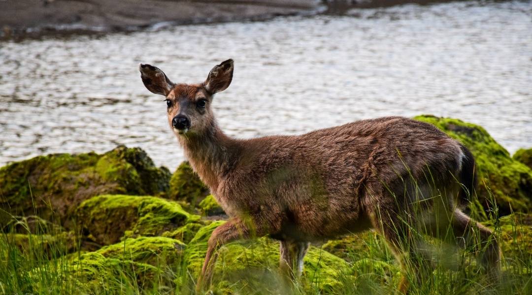 Daajing Giids - Daajing Giids | BC Ferries Vacations