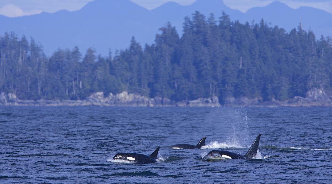 Ucluelet - Ucluelet | BC Ferries Vacations