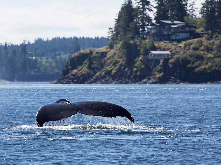 Inside Passage Wilderness Circle Tour | BC Ferries Vacations