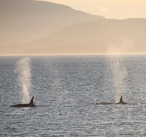 Activity Details | BC Ferries Vacations