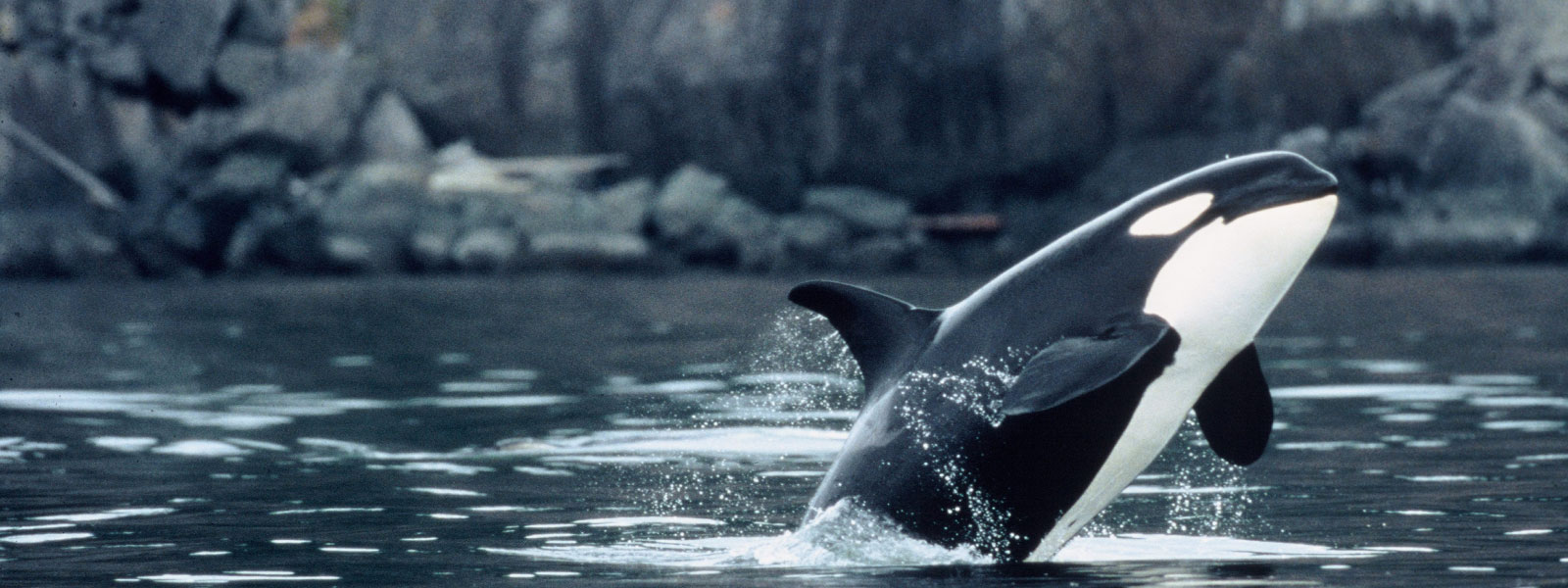 Activity Details | BC Ferries Vacations