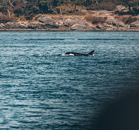 Activity Details | BC Ferries Vacations