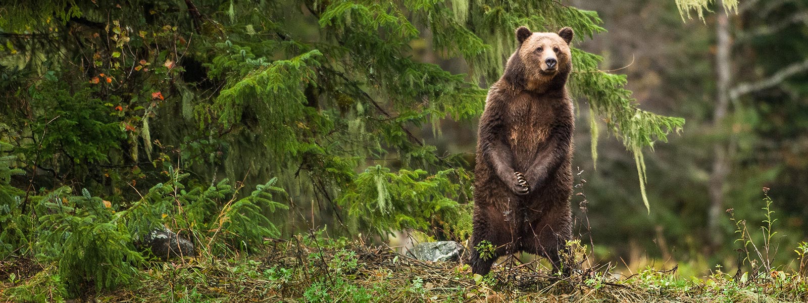Cariboo Chilcotin Coast | BC Ferries