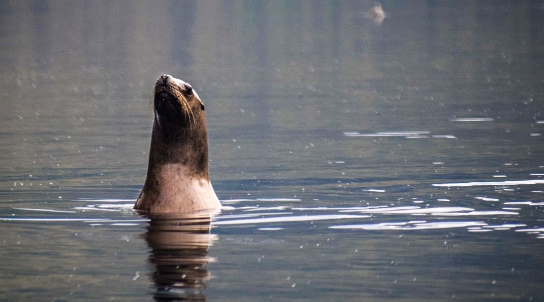 Daajing Giids - Daajing Giids | BC Ferries Vacations