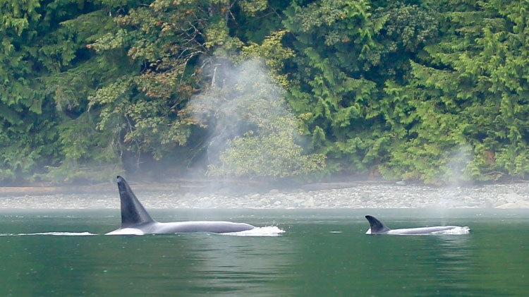 Inside Passage Wilderness Circle Tour | BC Ferries Vacations