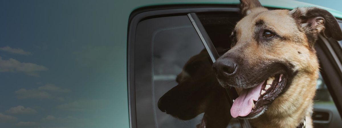 Are Dogs Allowed On The Seattle Ferries With A Walk On