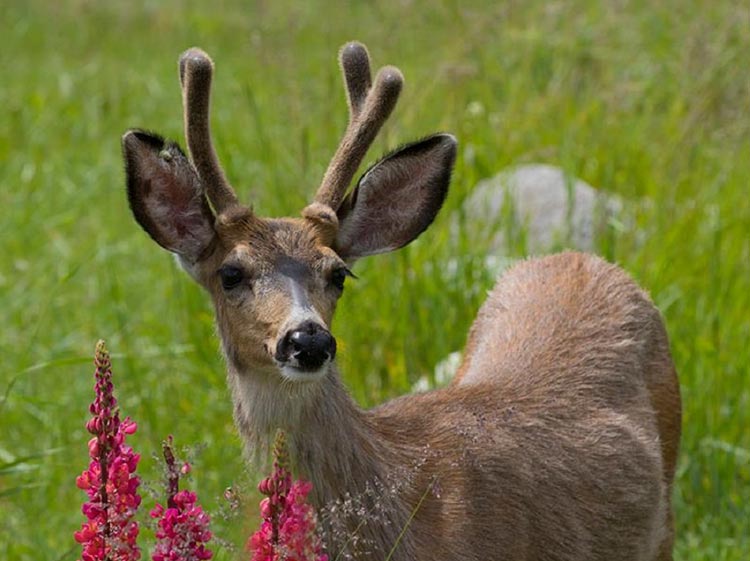 Tatla Lake - Tatla Lake | BC Ferries Vacations