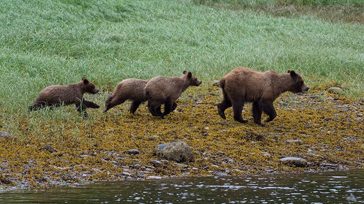 Your Summer Trip To Northern BC