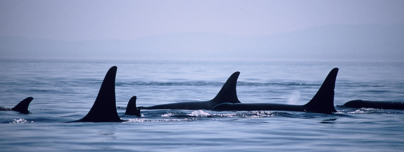 Indigenous Relations | BC Ferries