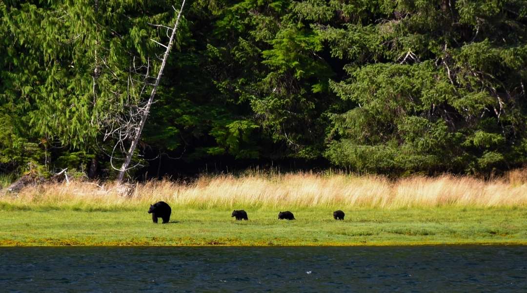 Daajing Giids - Daajing Giids | BC Ferries Vacations